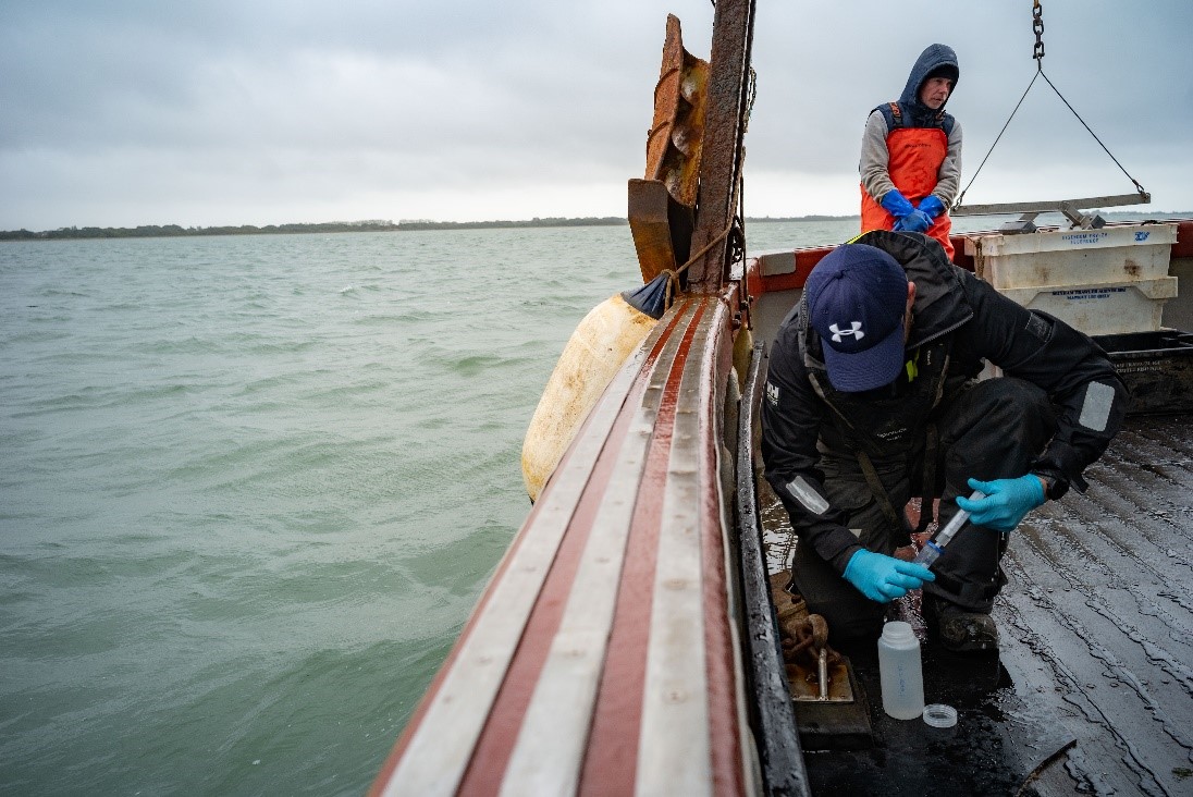 Oyster Restoration